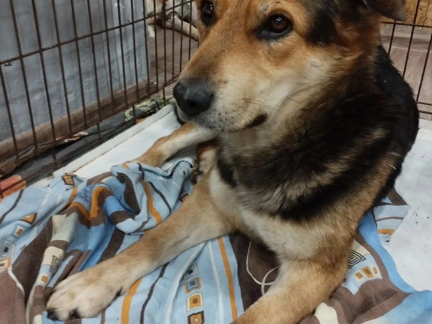 Барбос в добрые руки