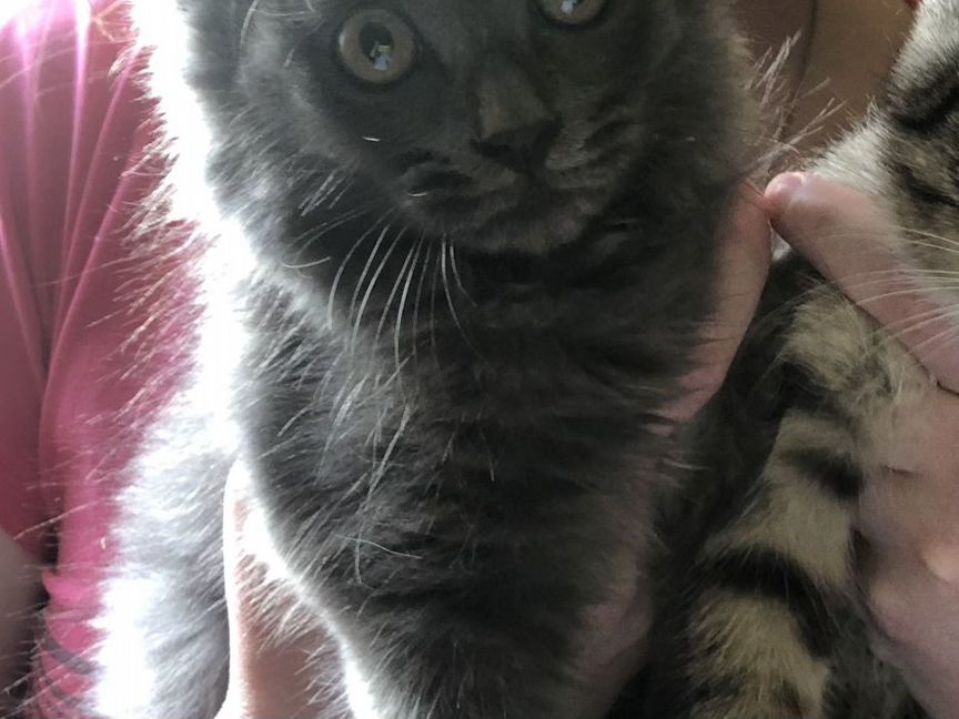 Котик Дымок ищет дом
