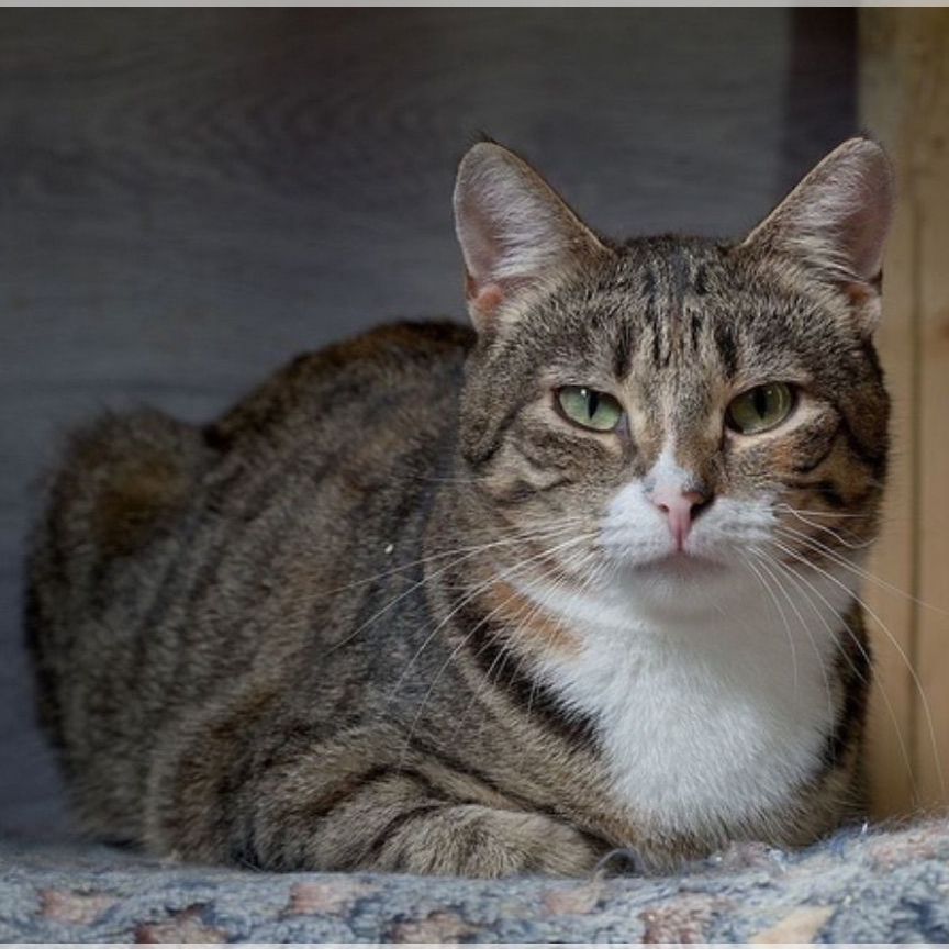 Кошка Верона ищет свой дом
