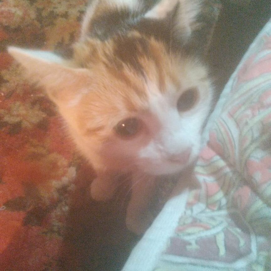 Черепаховая кошка за корм "Дарлинг"