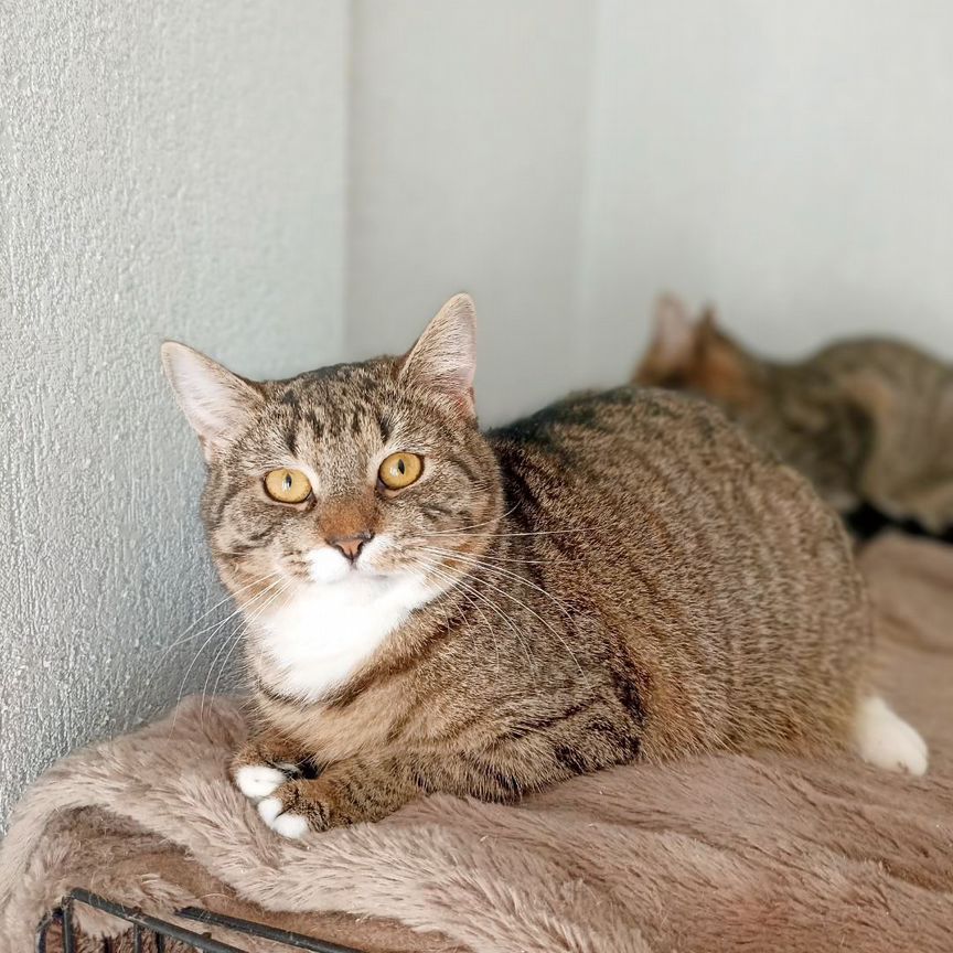 Котёнок Мелиса