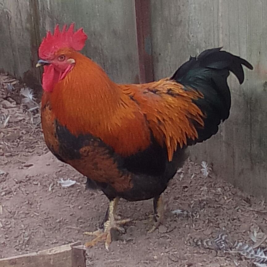 Куры петухи