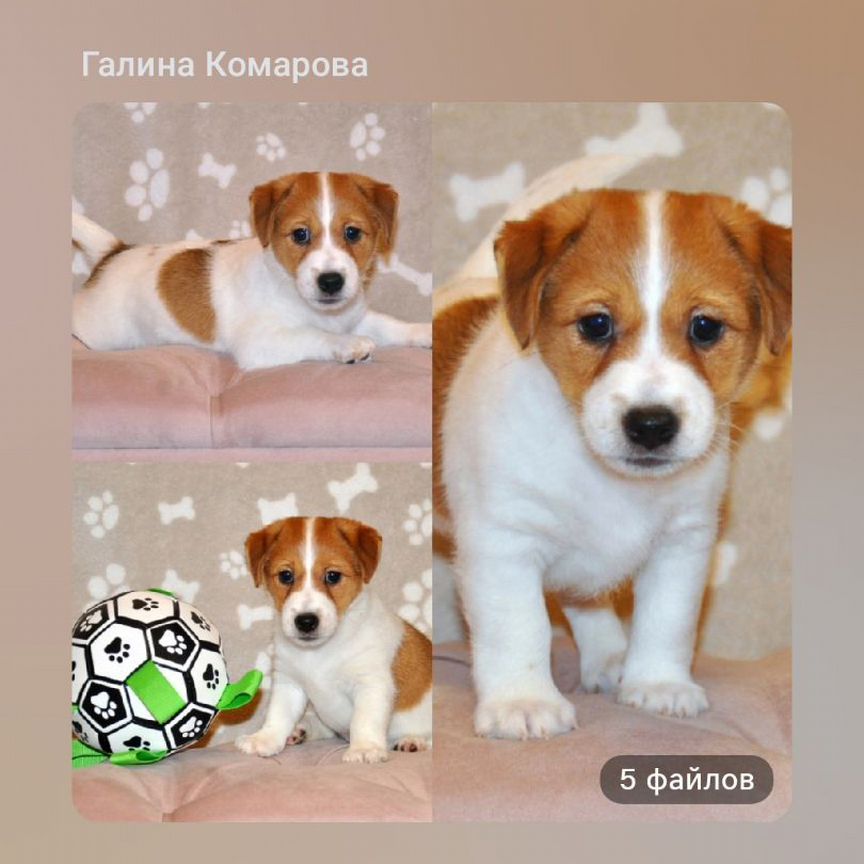 Щенки джек рассел терьер