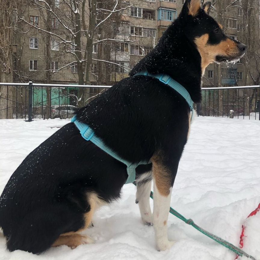 Взрослая собака в добрые руки