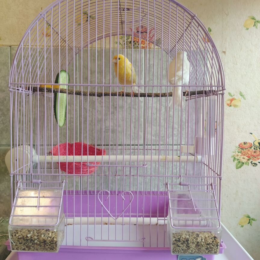 Канарейки