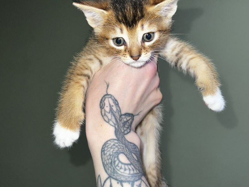 Котята в добрые руки