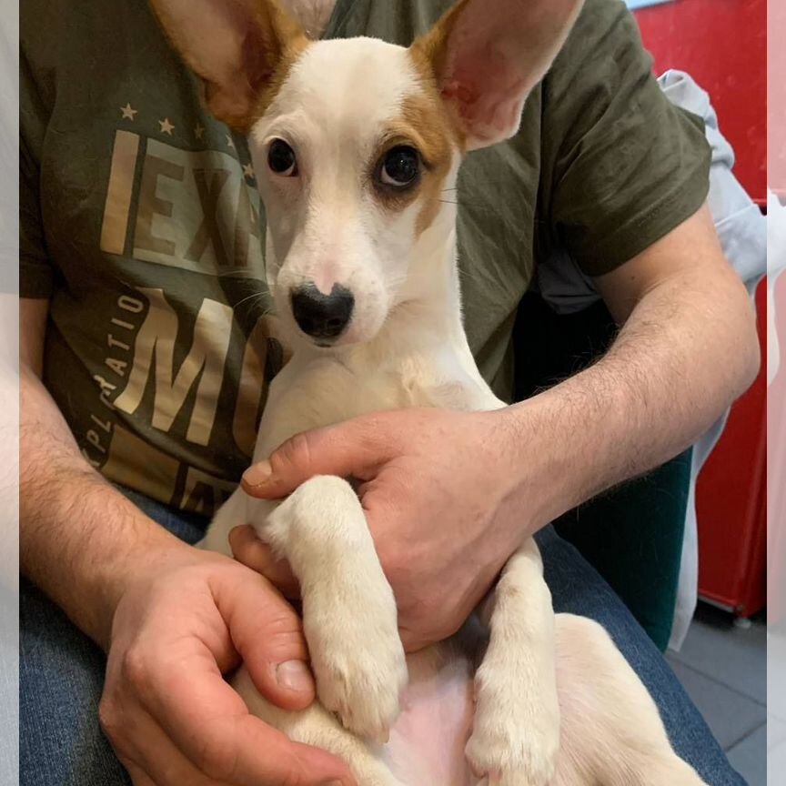 Щенок в добрые руки