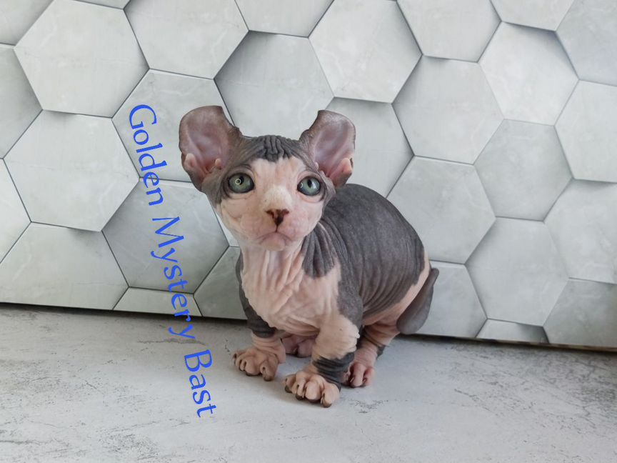 Сфинкс Двэльф, Двельф