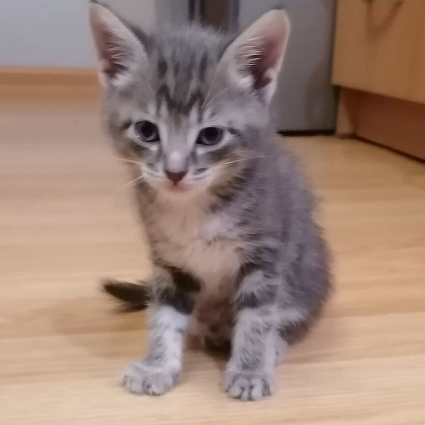 Британский короткошёрстный котёнок