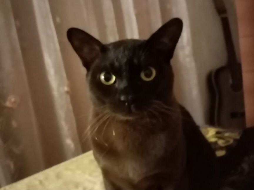 Бурманская кошка