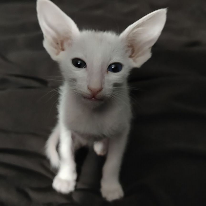 Ориентальный котёнок