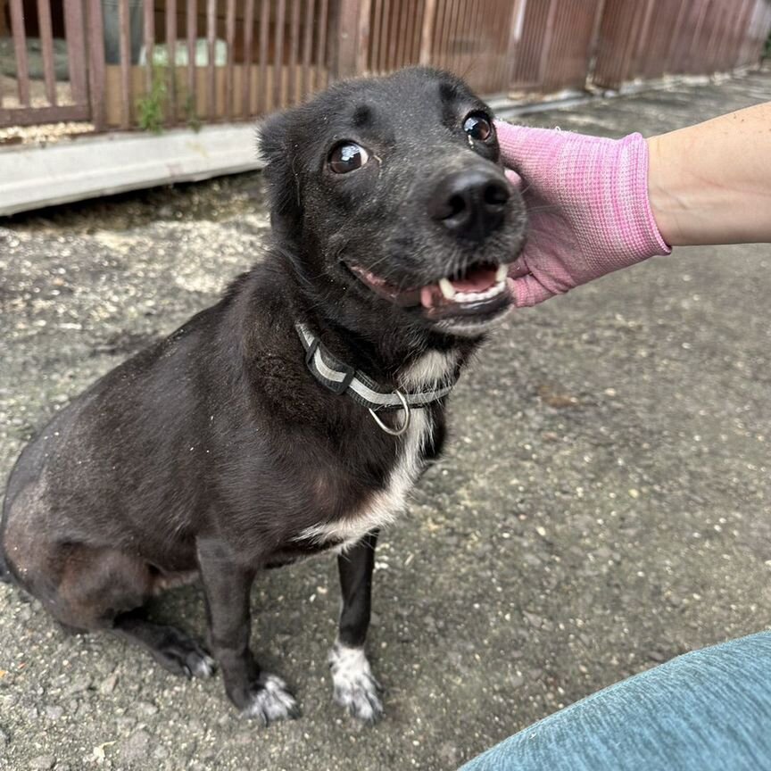 Собака маленькая в добрые руки