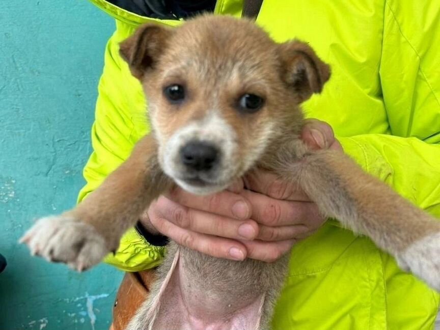 Щенки в добрые руки