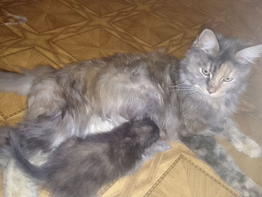 Котята мейн-кун