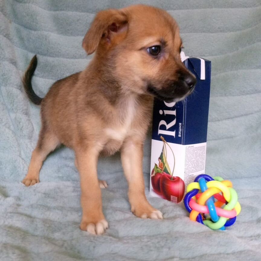 Щенули девочки квартирные