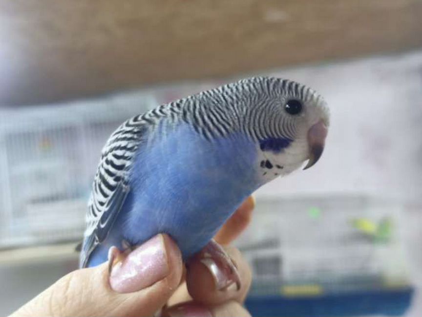 Волнистые попугаи