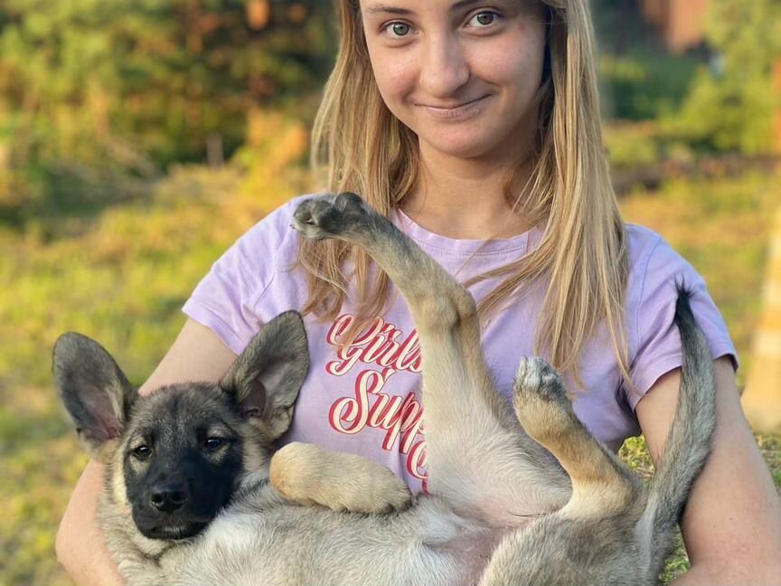 Щенок метис малинуа в добрые руки бесплатно дар