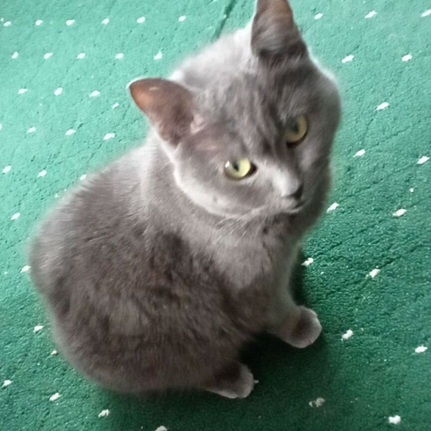 Взрослая, кошка в добрые руки