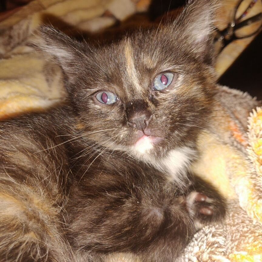 Метисы котята