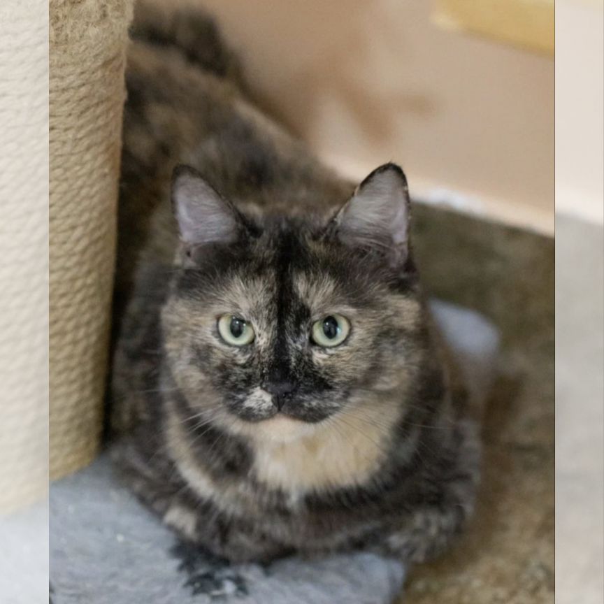 Очаровательная "пеструшка" Джанин в добрые руки