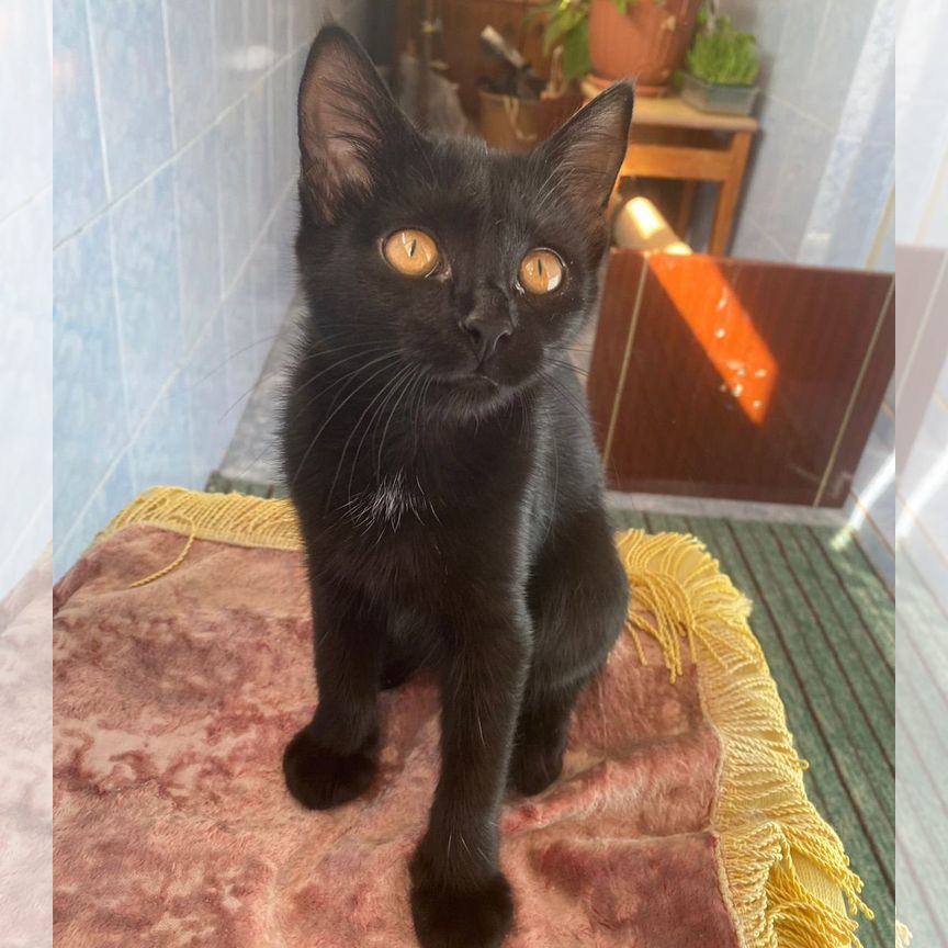 Отдам котенка в добрые руки