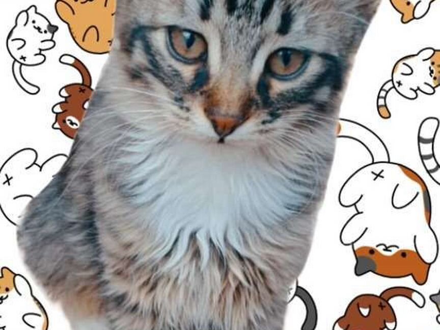 Котенок