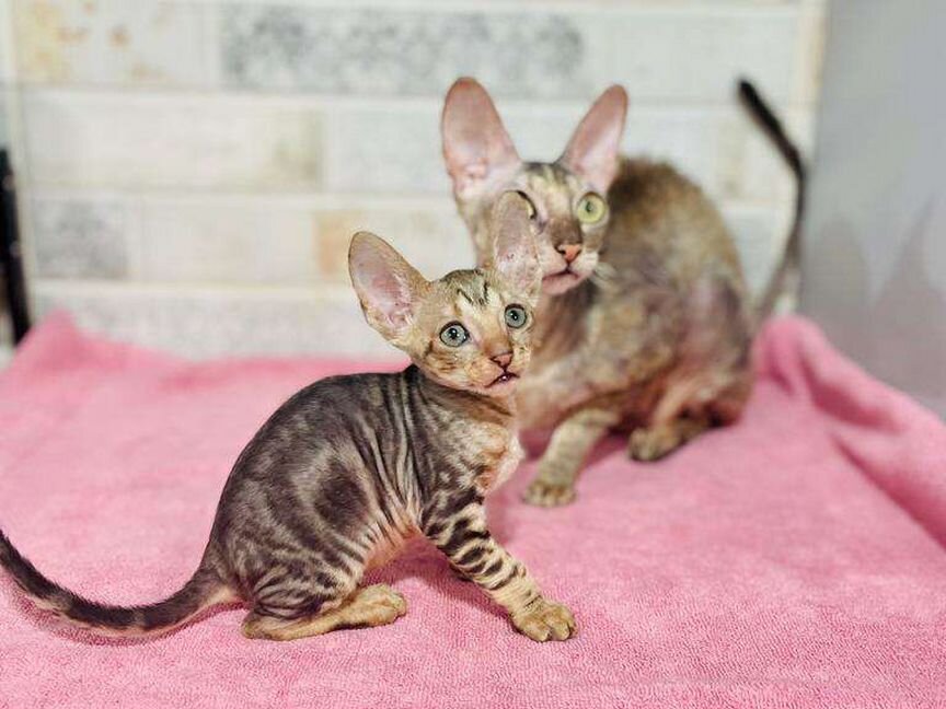 Котик мраморный