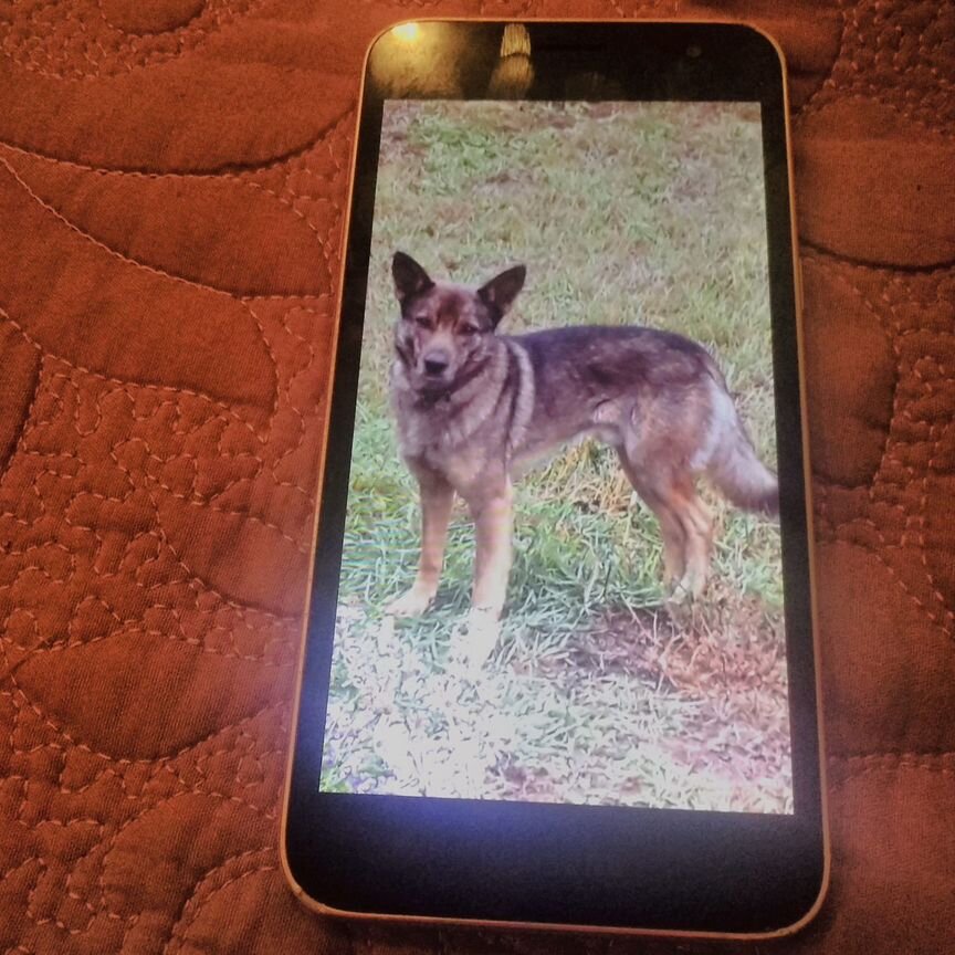 Найден молодой кобель с ошейником