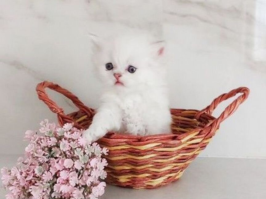 Шотландские прямоухие котята