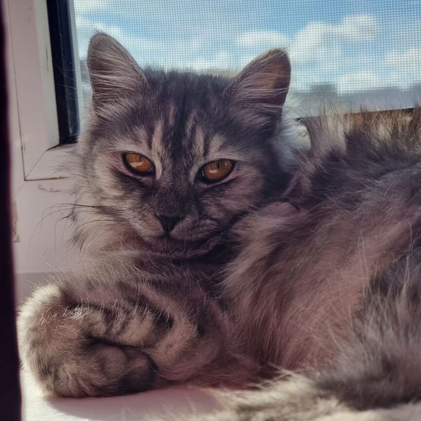 Кошка