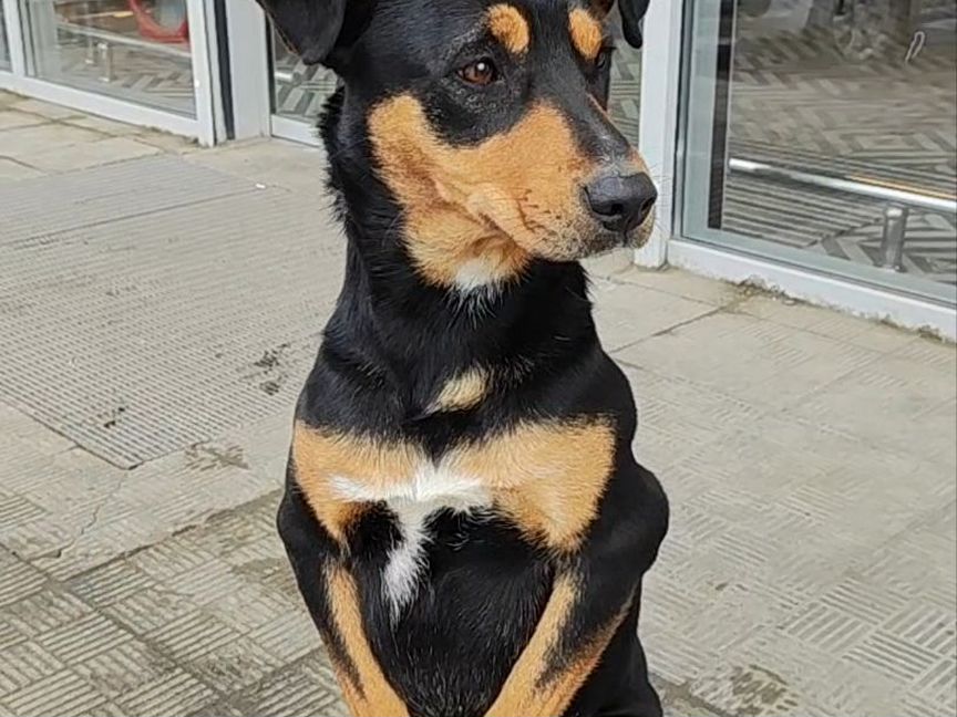 Молодая собачка девочка