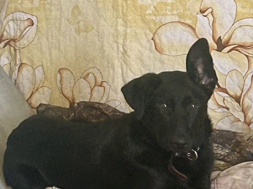 Собака в добрые руки отдам бесплатно