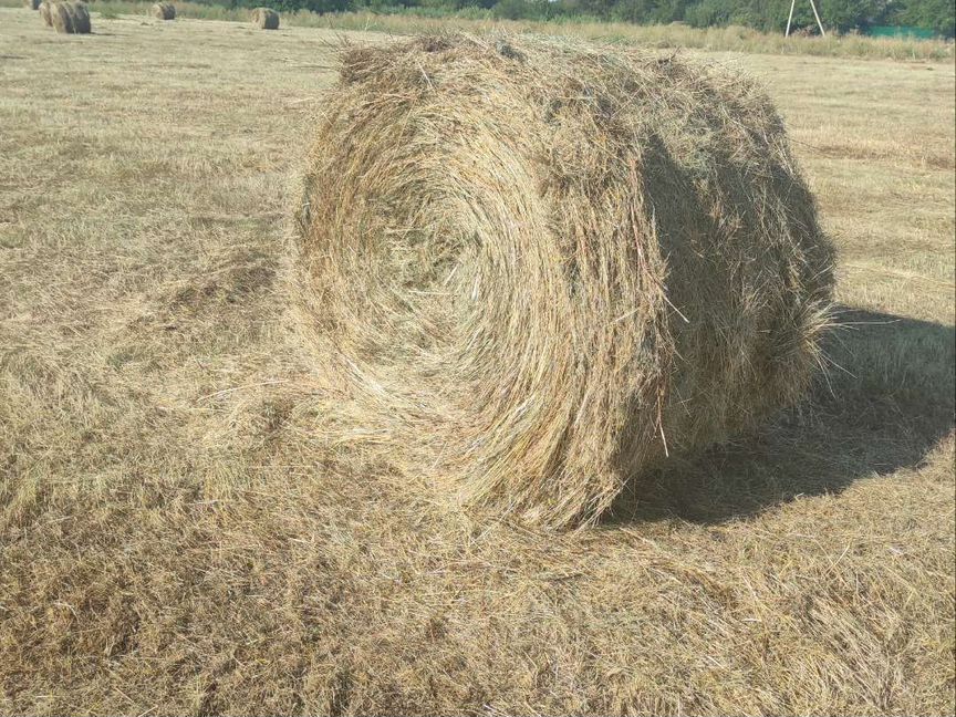Сено луговое рулонах