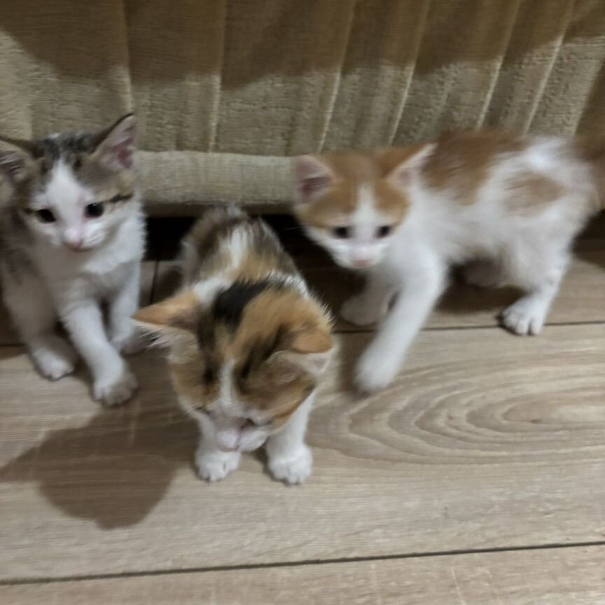 Котята в добрые руки