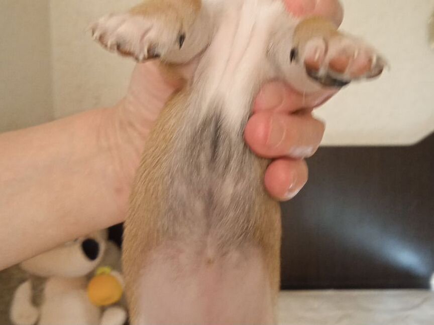 Щенки чихуахуа