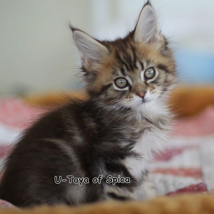 Котята мейн кун для Вас