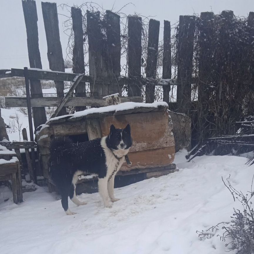 Русско-европейская лайка, взрослый пёс