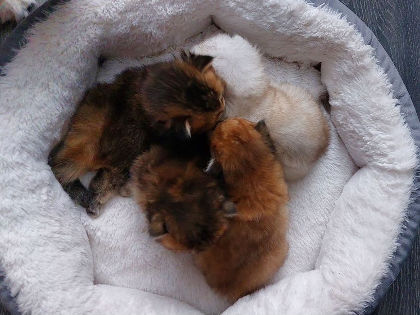 Шотландские котята