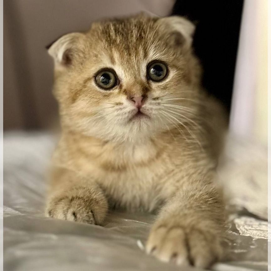Шотландский вислоухий короткошёрстный котёнок