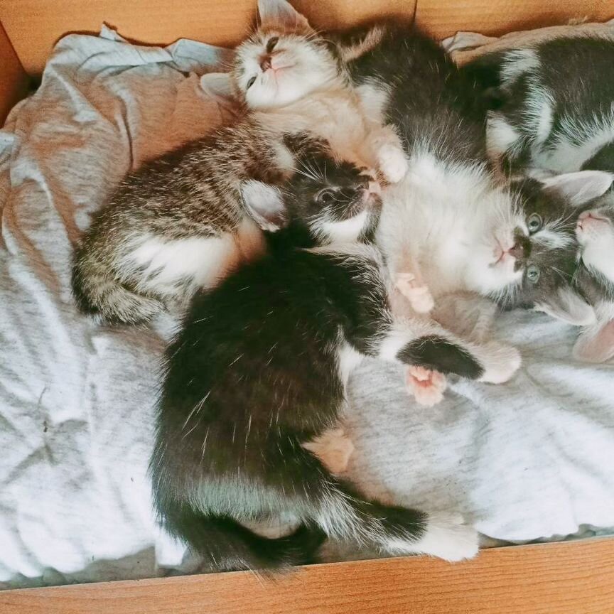 Котята в добрые руки