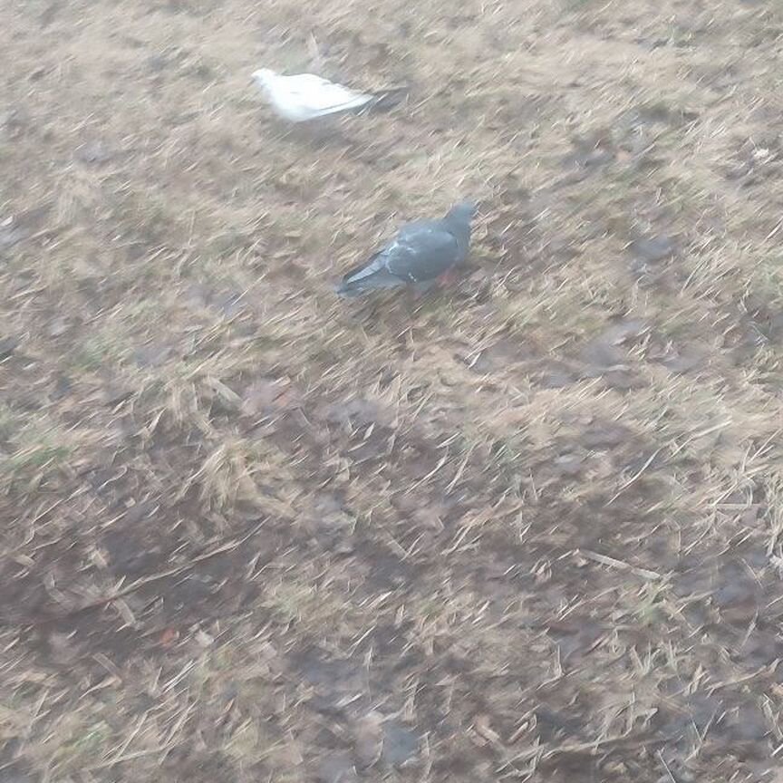 Голубь Московский