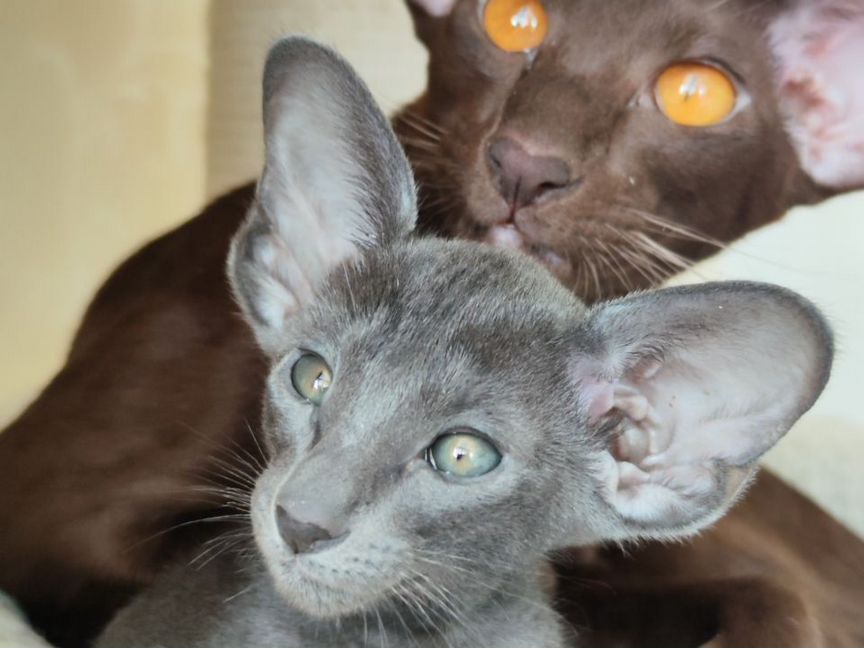 Ориентальный котёнок Кения