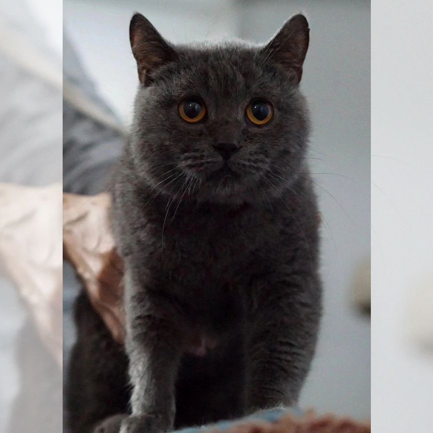 Отдам кошку Еву