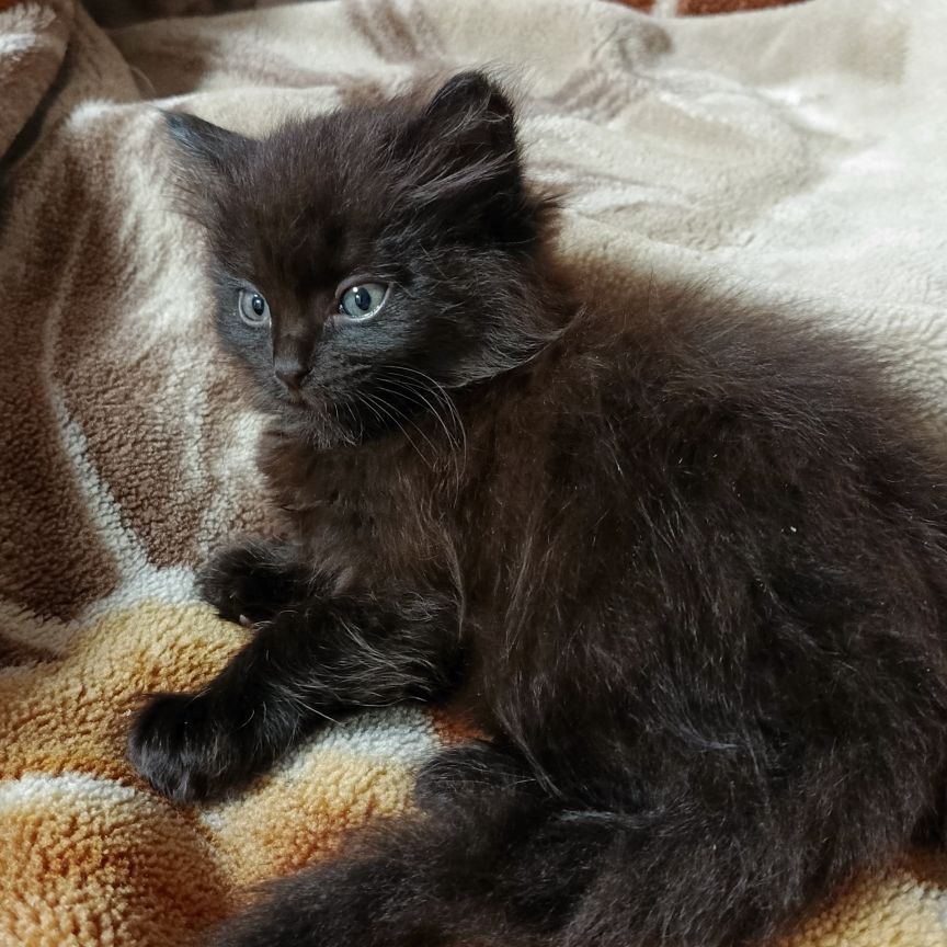 Домашние животные котята бесплатно