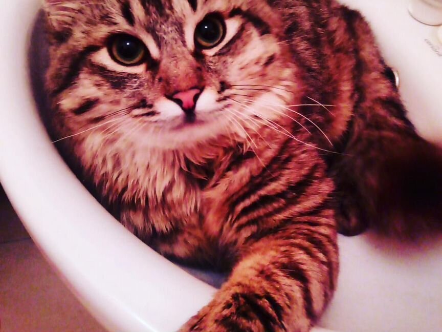 Коты в добрые руки