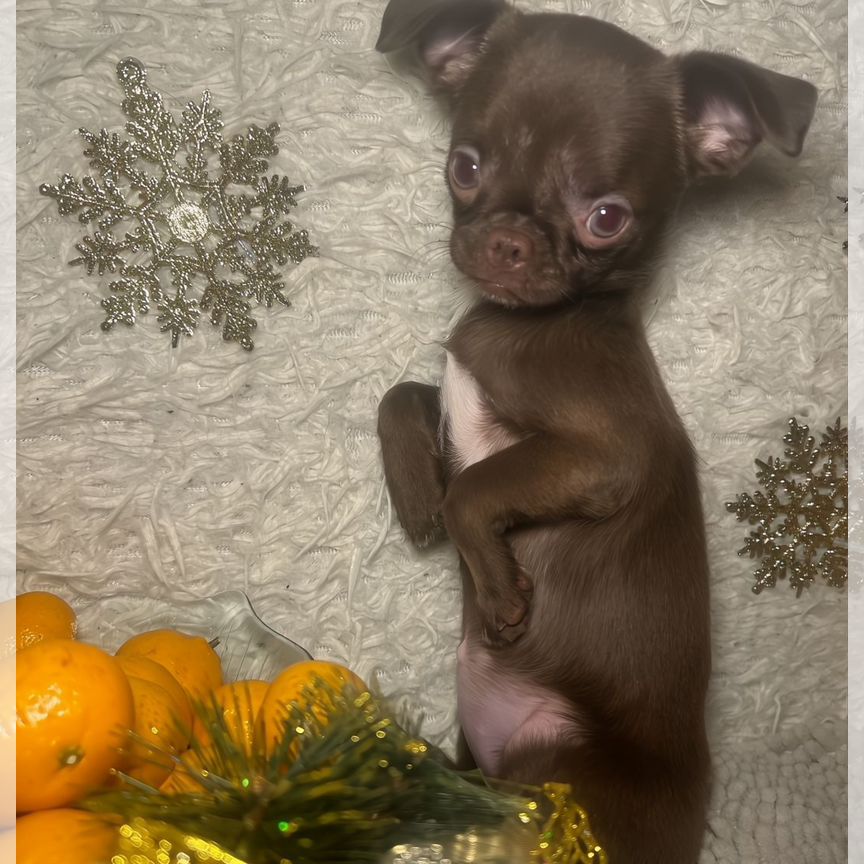 Чихуахуа, щенок