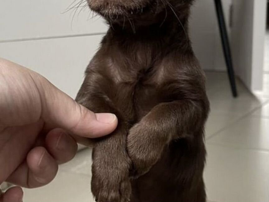 Чихуахуа мини