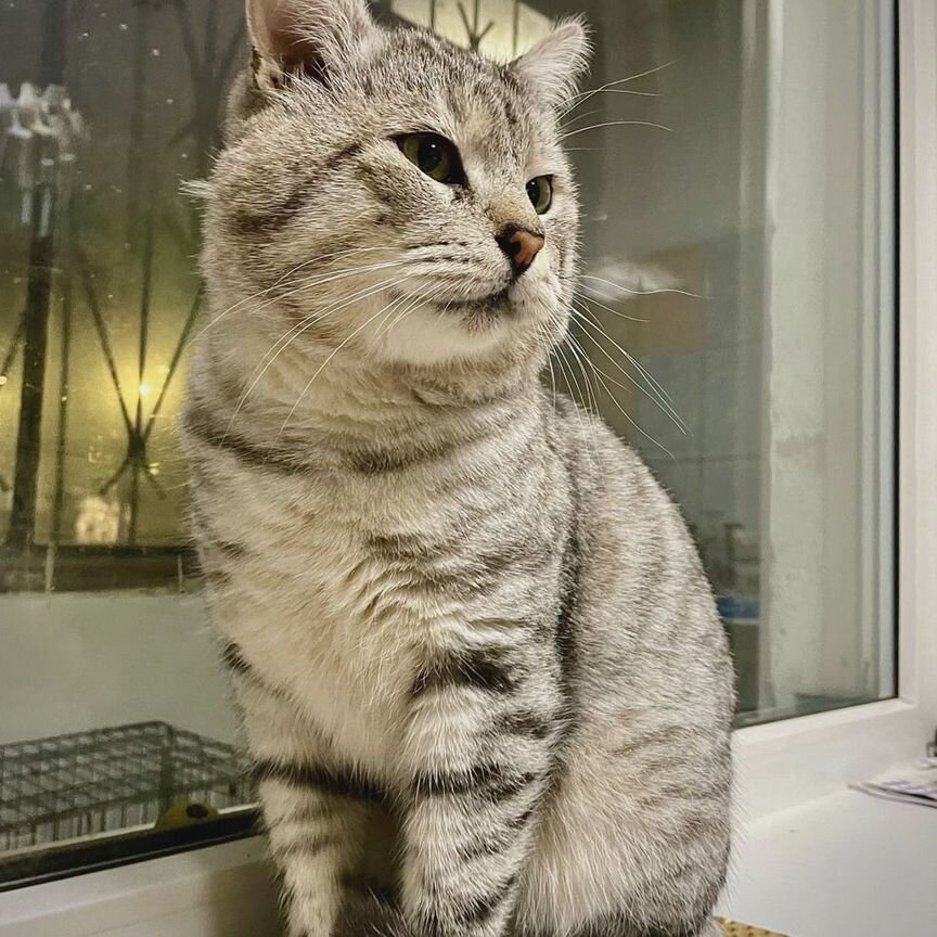 Брутал по имени Семен Семеныч ищет своего человека