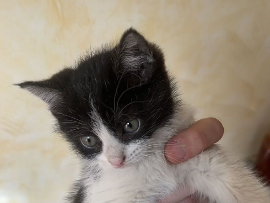 Кот 1-2 месяца/проверенный ветеренаром