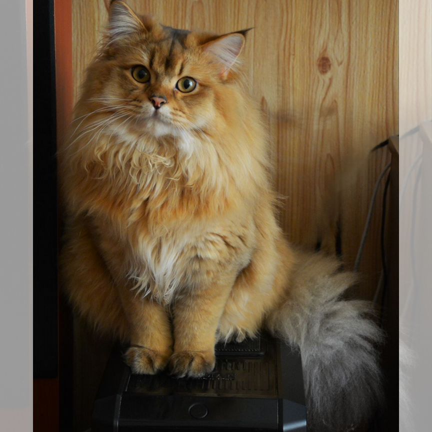 Шотландский прямоухий длинношёрстный кот, взрослый